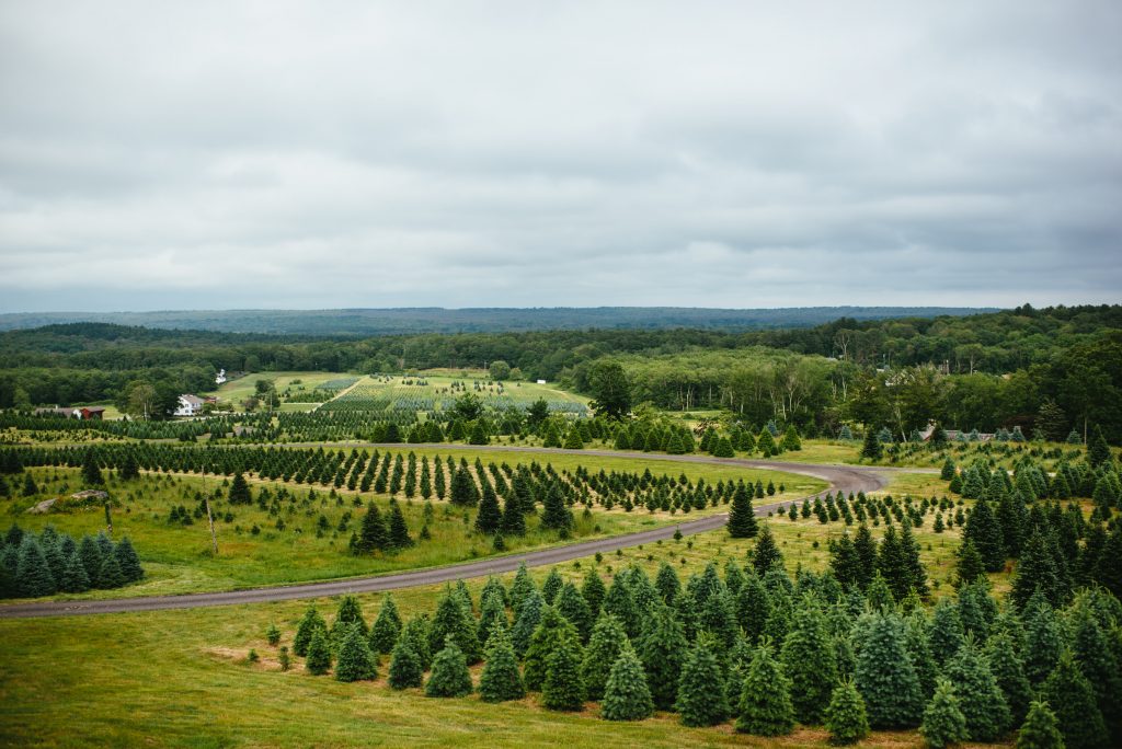 Overlook at Geer Tree Farm Wedding | Rebecca + Dan | VO Photographers ...